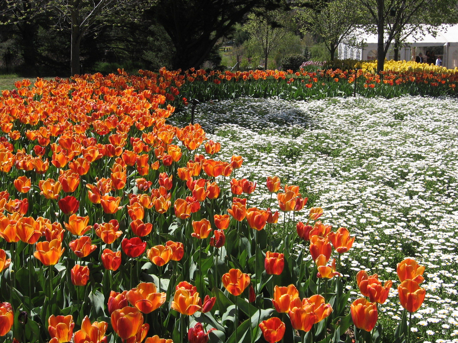 Ngây ngất trước vườn hoa Tulip Top Garden gần sát Canberra - Fantasea ...
